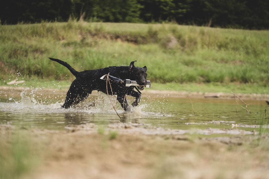 Legends Dog Food | Feed Your Legend