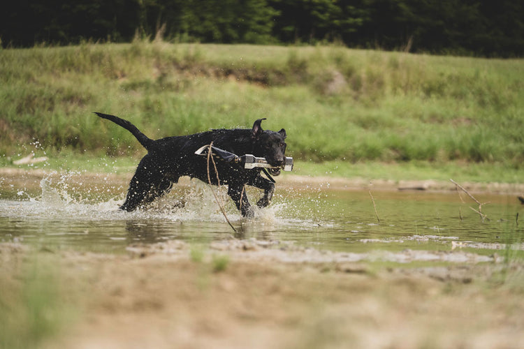 Legends Dog Food | Feed Your Legend
