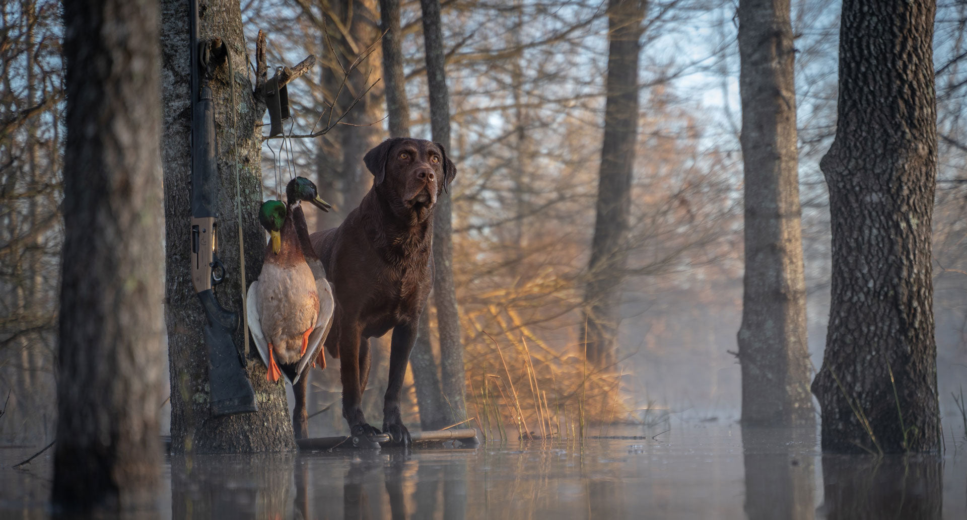 Legends Dog Food | Feed Your Legend