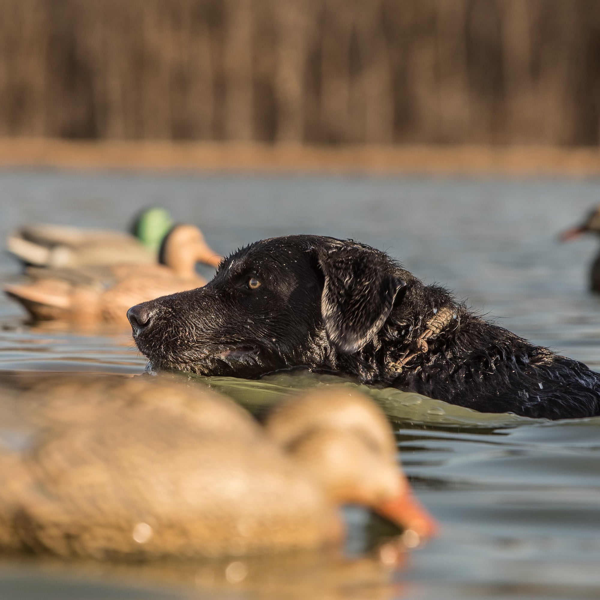 Legends Dog Food | Feed Your Legend